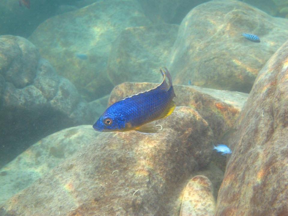 Protomelas sp. ‚hertae‘ | Malawi-cichlidy.cz.