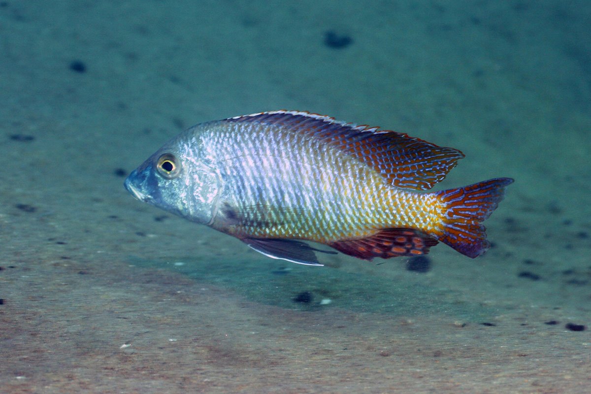 Lethrinops lethrinus | Malawi-cichlidy.cz.