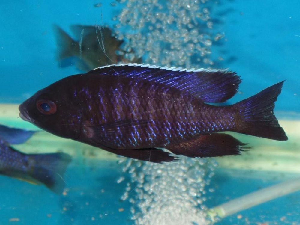 Copadichromis sp. ‚kawanga‘ | Malawi-cichlidy.cz.