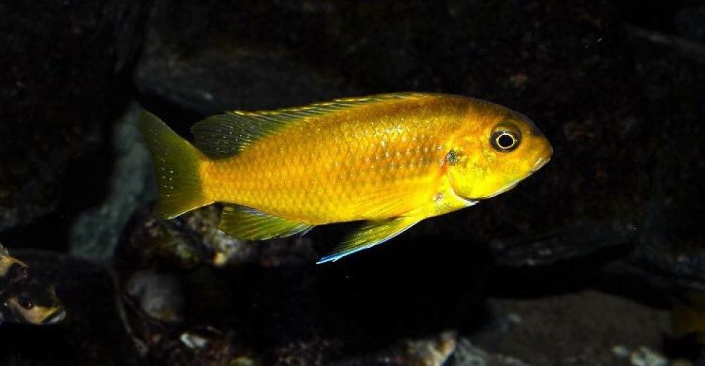 Tropheops sp. ‚black dorsal‘ | Malawi-cichlidy.cz.