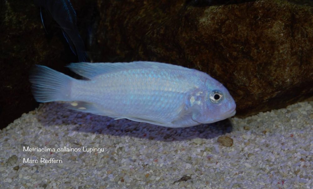 Metriaclima callainos | Malawi-cichlidy.cz.