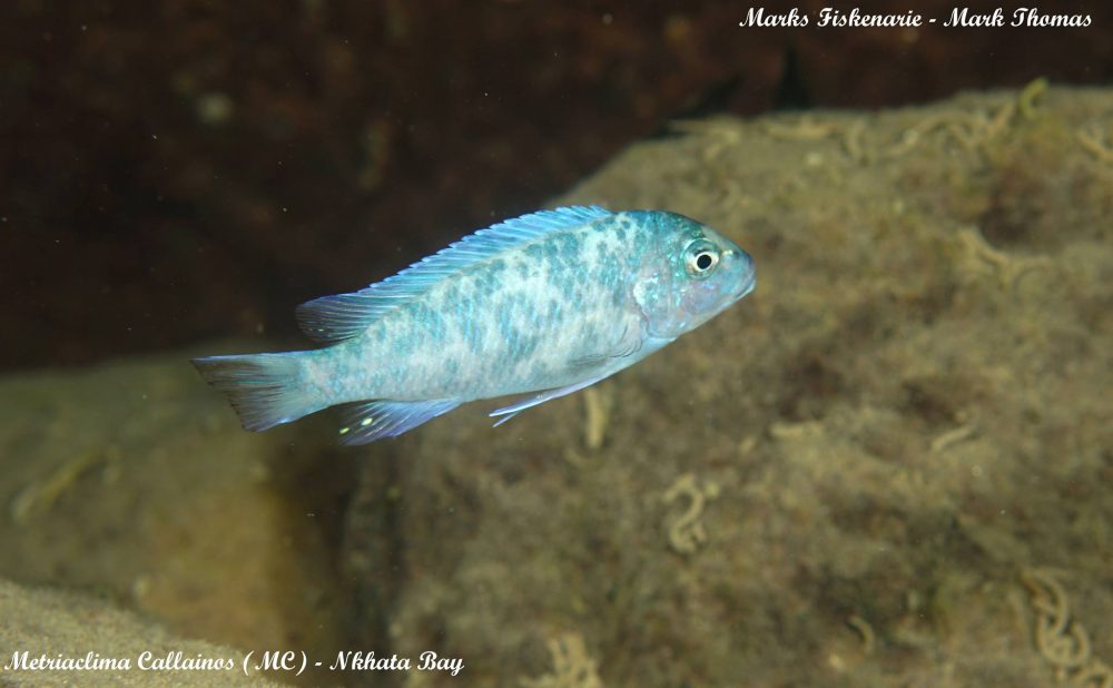 Metriaclima callainos | Malawi-cichlidy.cz.