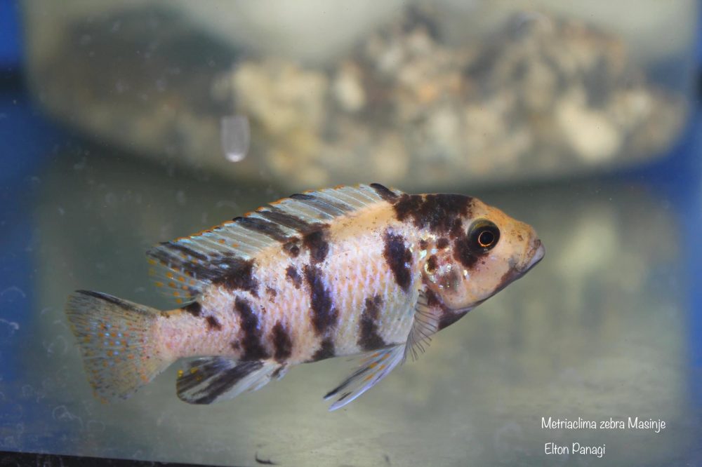 Metriaclima zebra (9) | Malawi-cichlidy.cz.