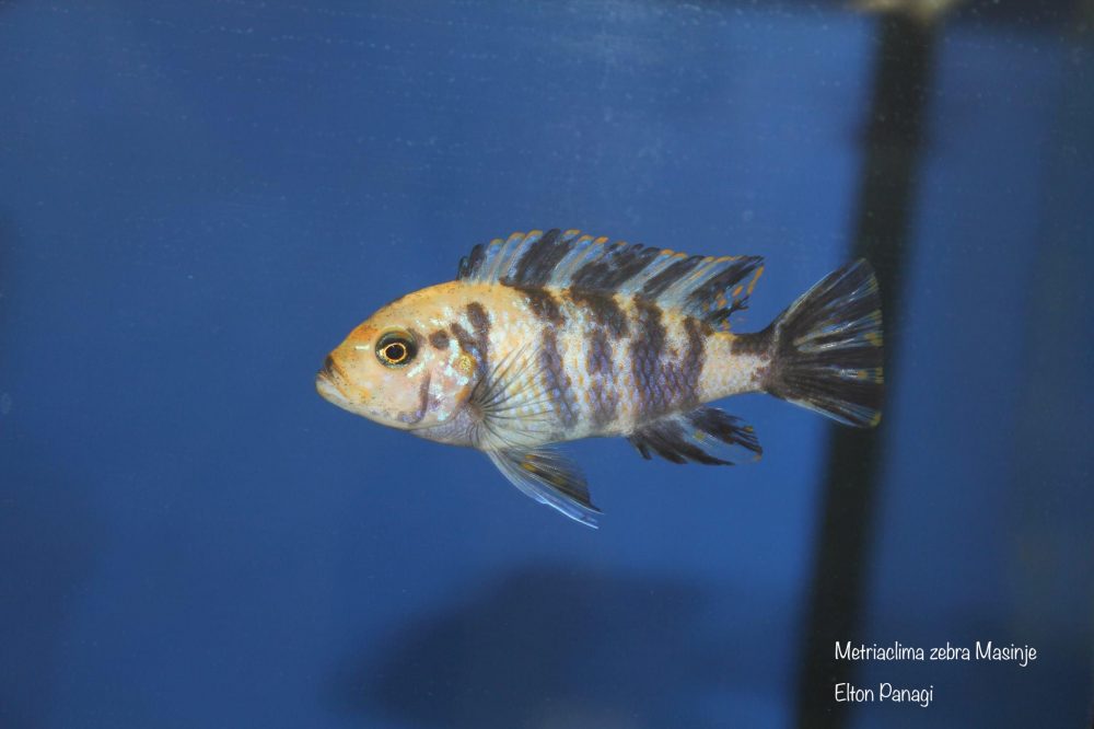 Metriaclima zebra (9) | Malawi-cichlidy.cz.