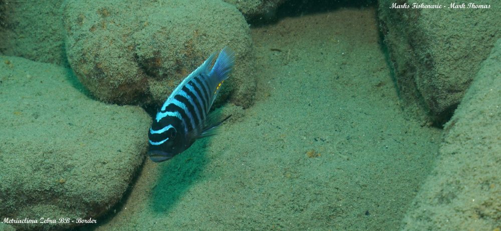 Metriaclima zebra (12) | Malawi-cichlidy.cz.
