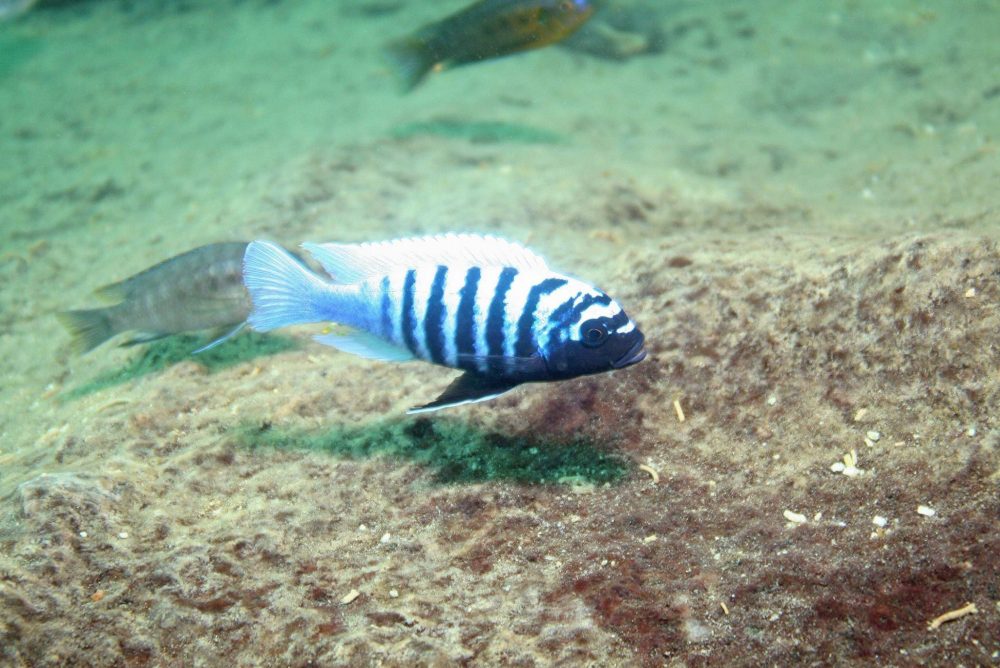 Metriaclima zebra (15) | Malawi-cichlidy.cz.
