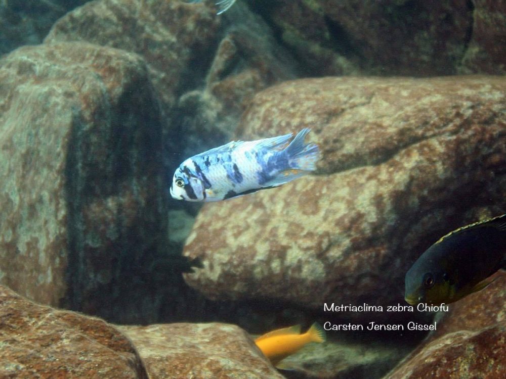 Metriaclima zebra (17) | Malawi-cichlidy.cz.