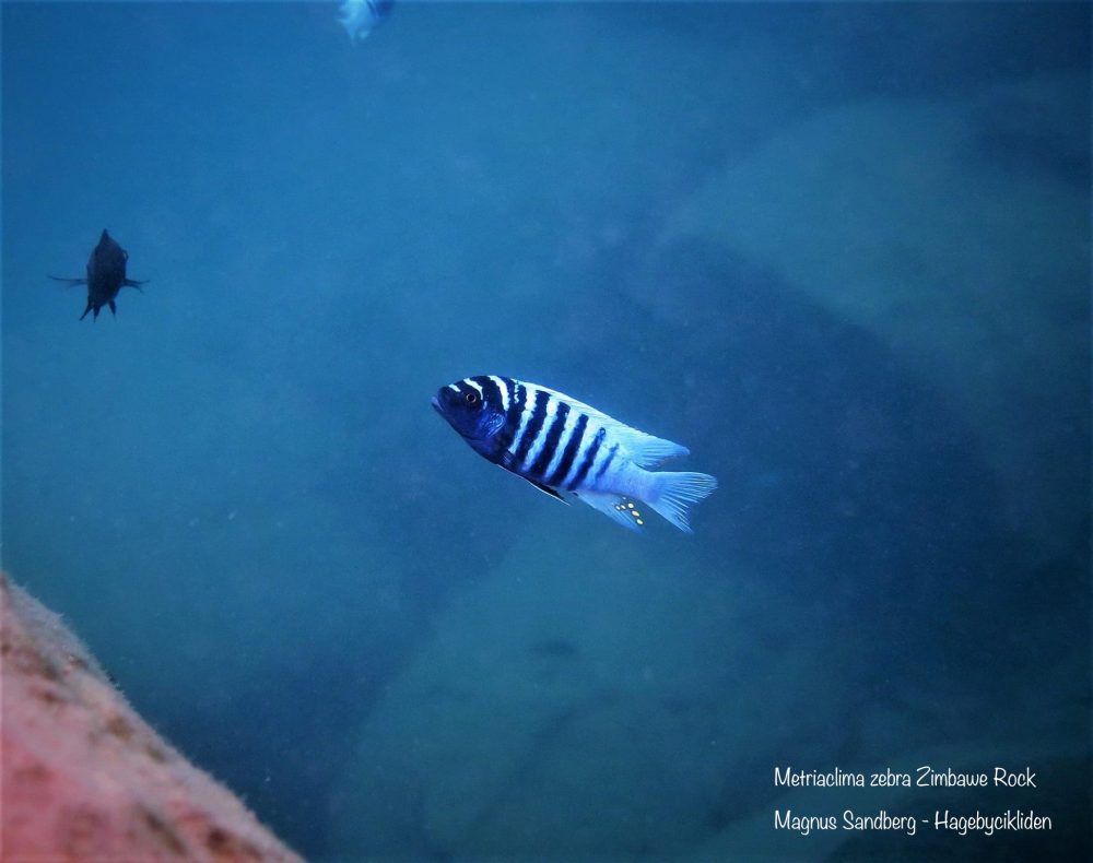 Metriaclima zebra | Malawi-cichlidy.cz.