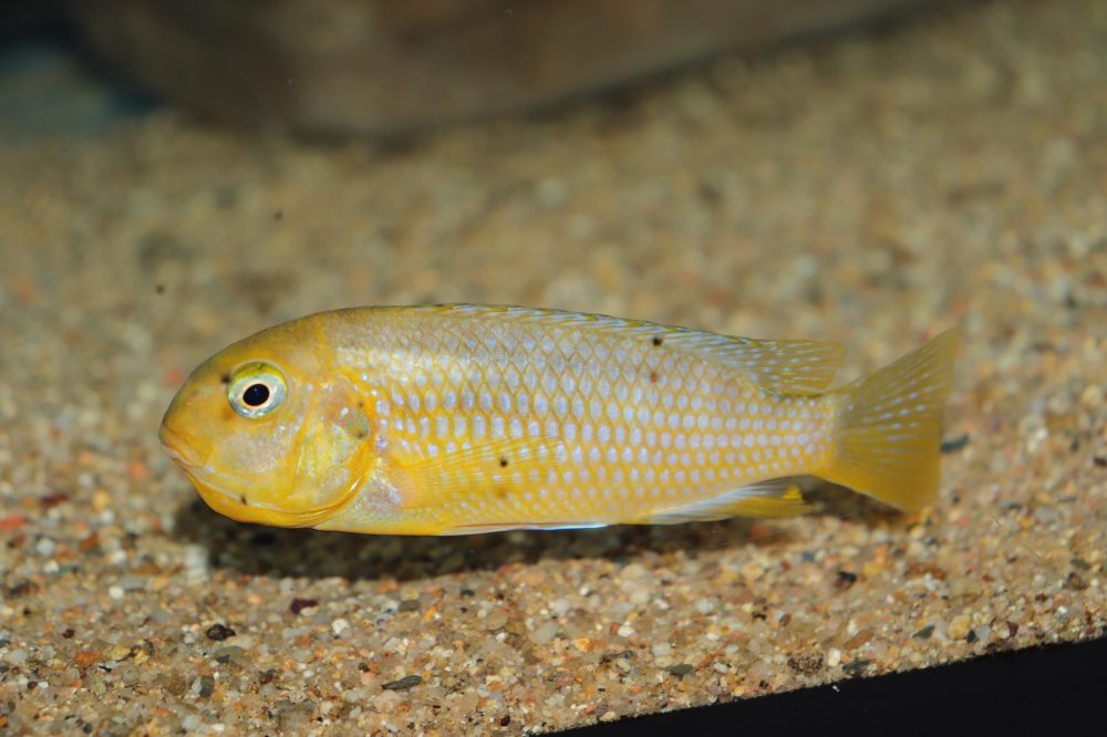 Tropheops macrophthalmus | Malawi-cichlidy.cz.