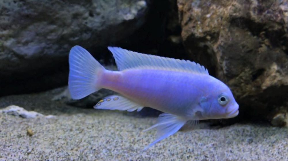 Metriaclima zebra (11) | Malawi-cichlidy.cz.