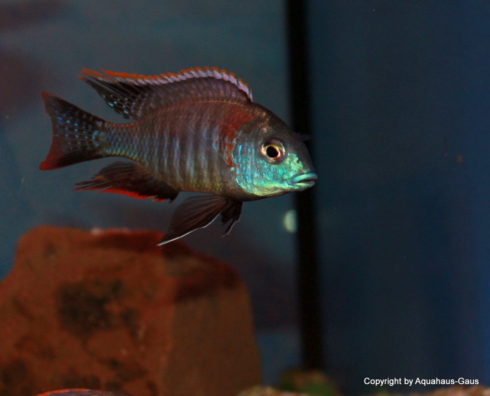 Lethrinops sp. ‚mbasi‘ | Malawi-cichlidy.cz.