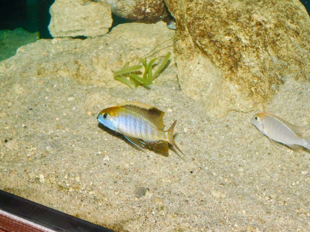 Lethrinops microstoma | Malawi-cichlidy.cz.