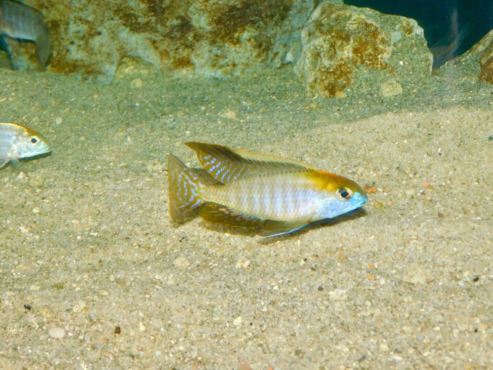 Lethrinops microstoma | Malawi-cichlidy.cz.